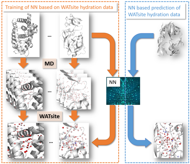 Instantaneous generation of protein hydration properties from static ...